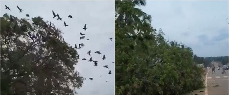 Bikin miris, aksi tebang pohon ini hancurkan habitat ratusan burung