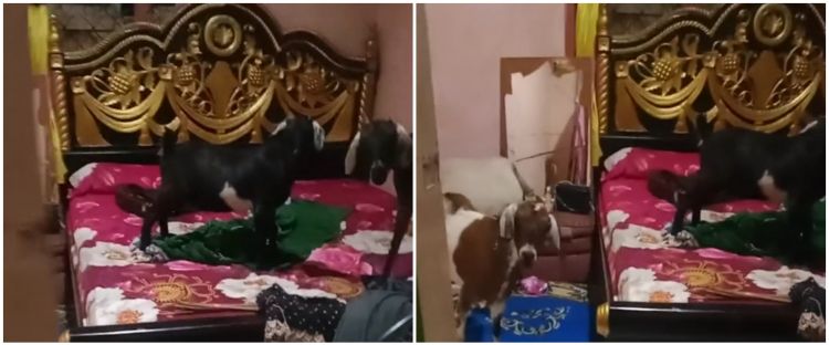 Lupa tutup pintu, wanita ini kaget dengan sosok bersantai di kamarnya