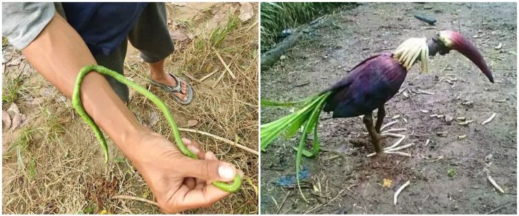 13 Potret mirip hewan ini awalnya bikin kaget, penampakannya menipu