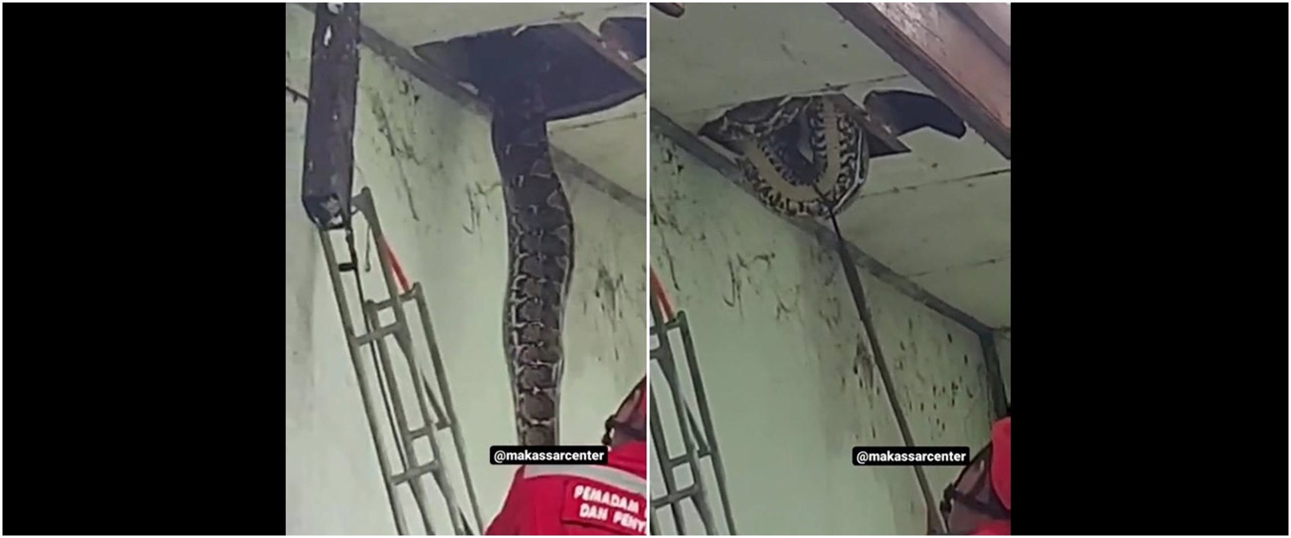 Detik-detik dramatisnya petugas damkar evakuasi ular piton 8 mete