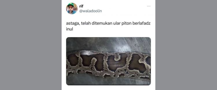 11 Potret kebetulan pada hewan ini unik banget, jangan sampai masuk ...