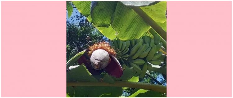 11 Potret kocak penampakan pohon pisang ini sekilas bikin kaget ...