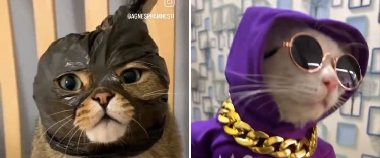 11 Potret kocak kucing pakai kostum ini sungguh di luar nurul, bikin ...