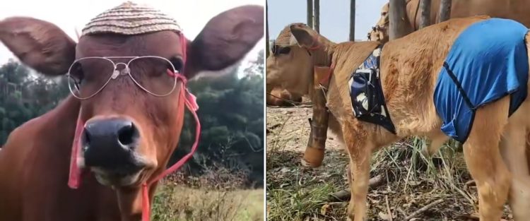 11 Potret kocak sapi didandani ini penampilannya bikin geleng kepala ...