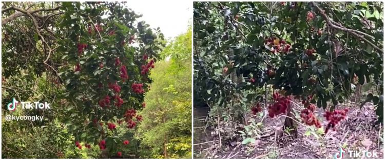Pohon rambutan ini posisinya bikin bingung orang yang mau petik ...