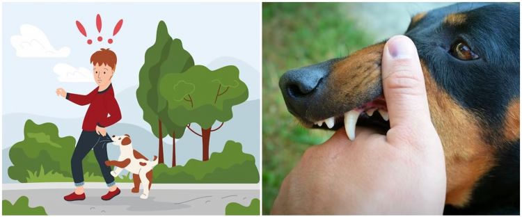 16 Arti mimpi digigit anjing menurut Islam dan psikologi, isyarat ...