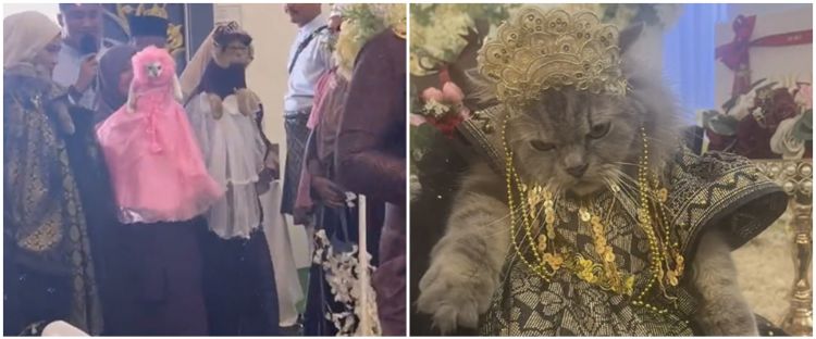 Reaksi pasrah kucing dijadikan bridesmaid di pernikahan ini bikin ngakak, dandanannya totalitas abis