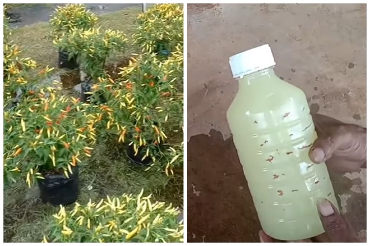 Instead of adding salt, this is how to fertilize chili trees so that ...