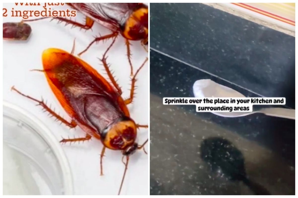 No need to make traps, here's a practical way to get rid of cockroaches ...