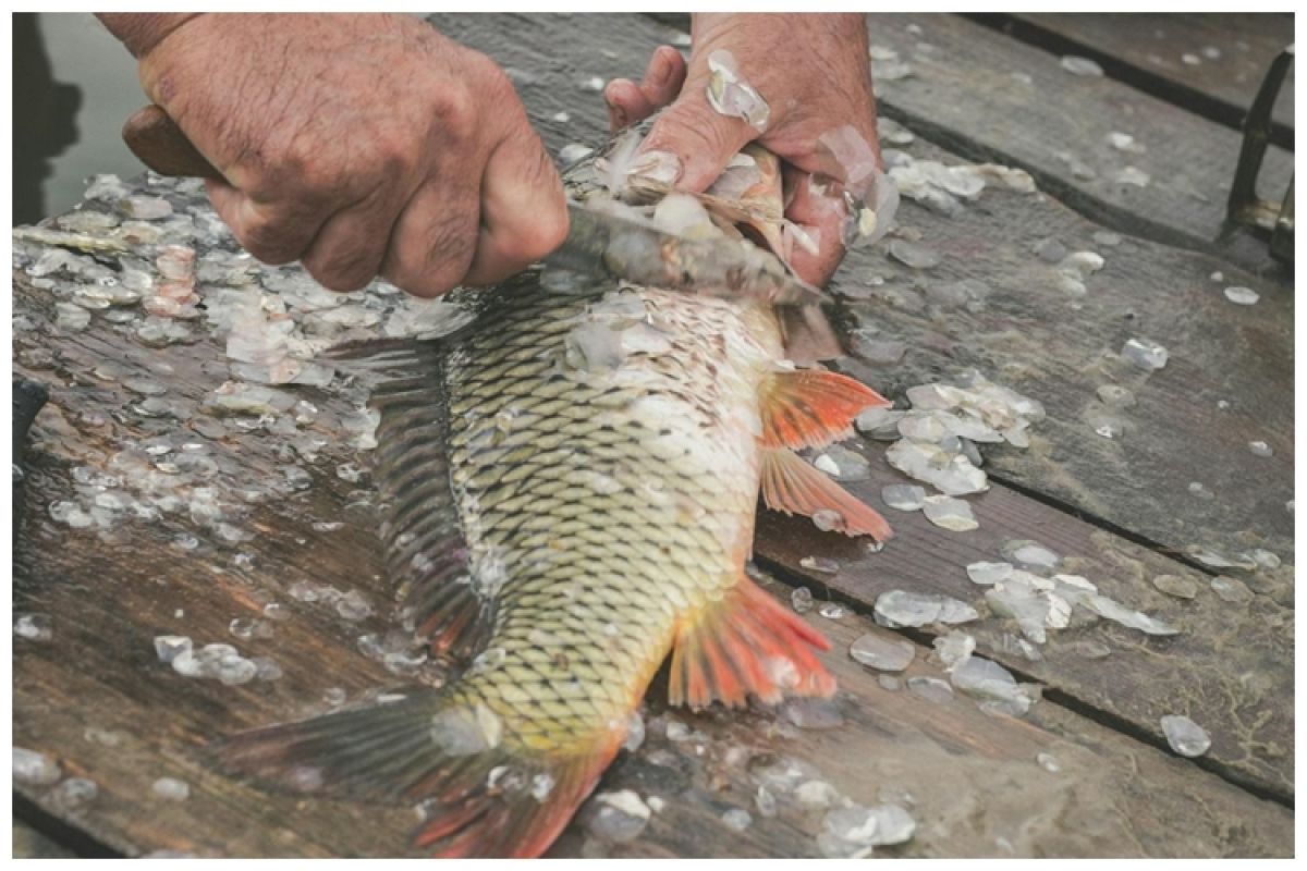 This netizen's unusual way of weeding fish is called genius, the scales ...