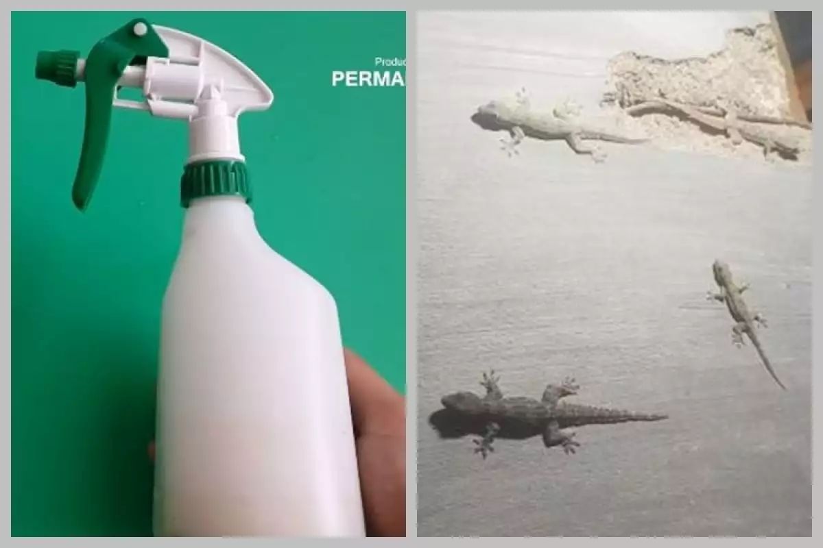 How to repel lizards with one kitchen ingredient, without touching or ...