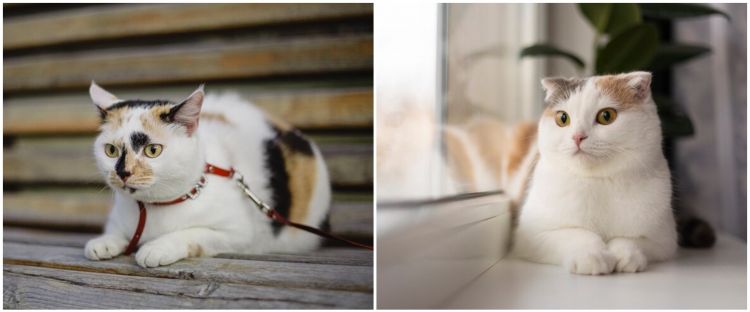 5 Contoh teks laporan hasil observasi tentang kucing, pahami definisi ...