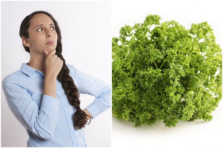 Macam-macam bentuk daun, dilengkapi strukturnya dan contohnya