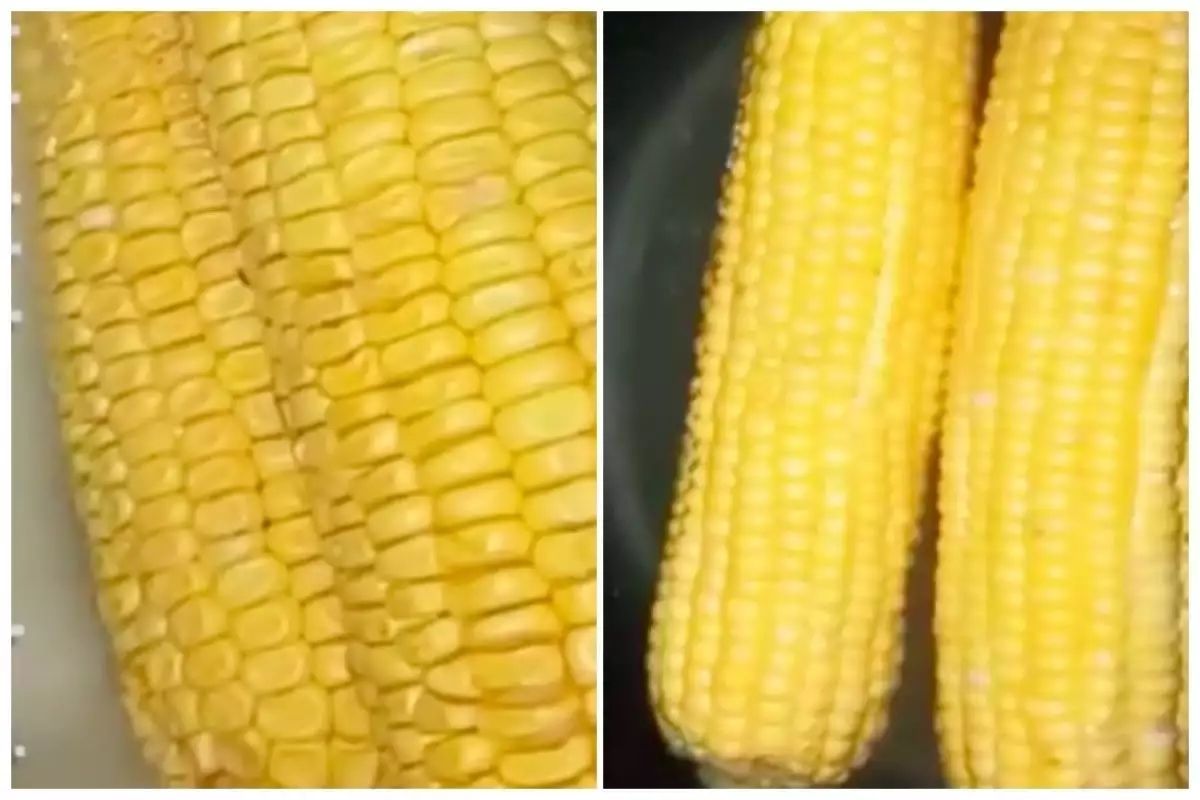 An easy way to restore the freshness of wrinkled corn with one simple ...
