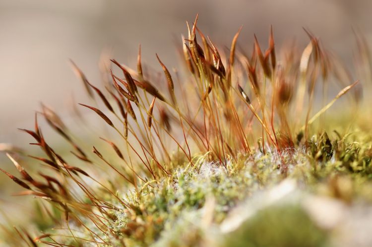 4 Macam gerak pada tumbuhan berdasarkan arah datangnya rangsangan