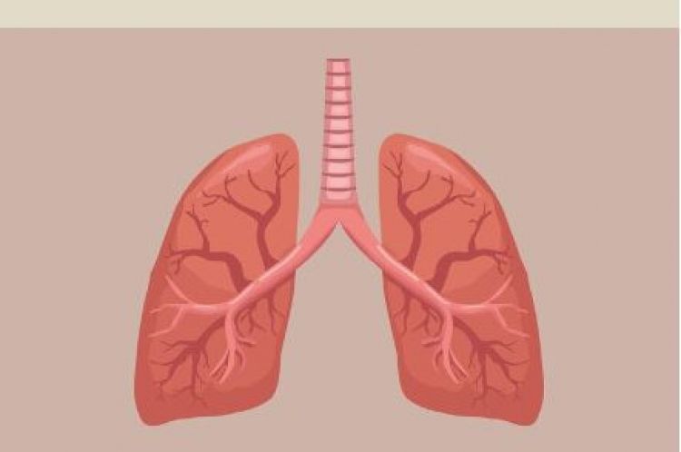 Memahami dua jenis kapasitas paru-paru: Vital dan total