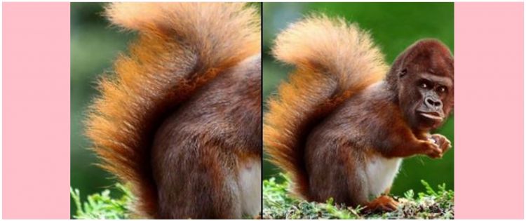 11 Potret kocak tebak-tebakan gambar hewan ini jawabannya yang diluar ...