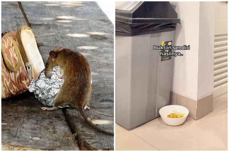 Tanpa perlu bikin perangkap, begini cara basmi tikus di dapur cuma ...