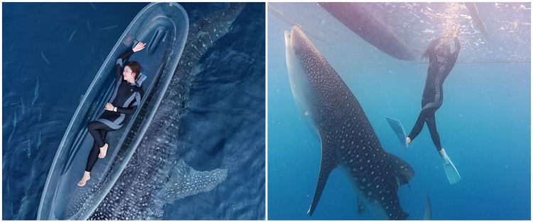 9 Potret Tiara Andini pamer liburan bareng hiu paus Sherly dan Bima ...