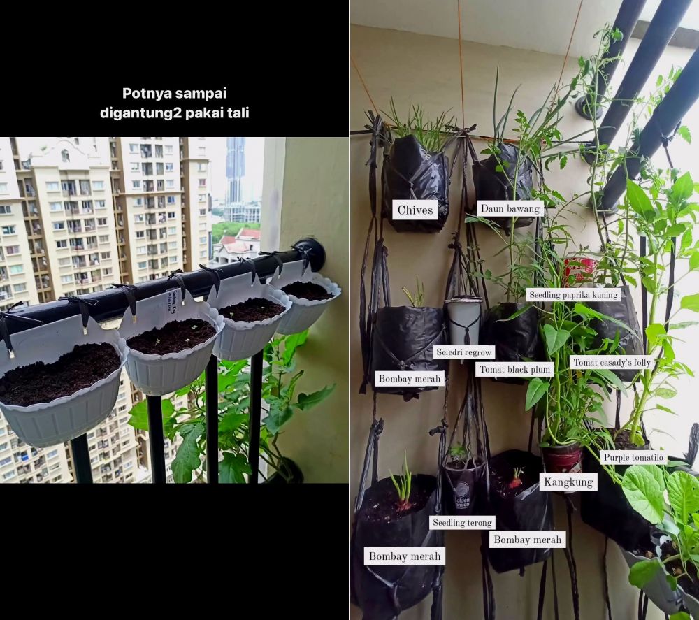 Wanita ini nekat berkebun di lantai 29 apartemen seluas 1x1 meter, hasil panennya bikin terbelalak