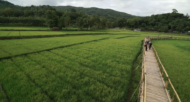 Hamparan sawah hijau ini bikin kamu betah berlama-lama, piknik yuk
