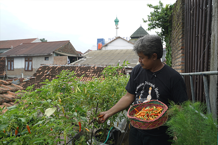 Petani cabai yang sukses bercocok tanam dari atap rumah