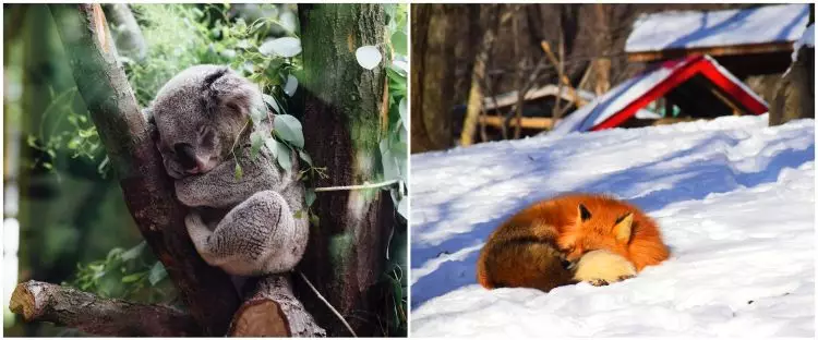 Hibernasi adalah penurunan aktivitas metabolisme, ini tujuannya