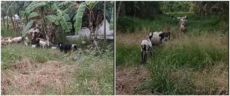 Bukan dihalau, cara penggembala masukkan kambing ke kandang ini unik