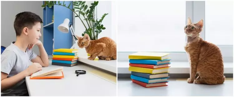 Contoh kata konjungsi kronologis dalam kalimat, pahami pengertian dan cara penggunaan