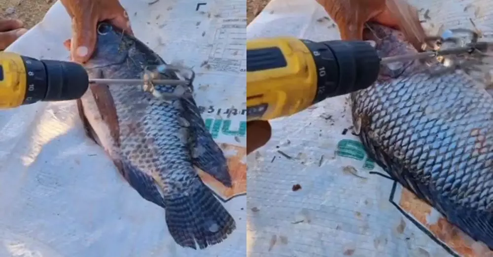 This netizen's unusual way of weeding fish is called genius, the scales ...